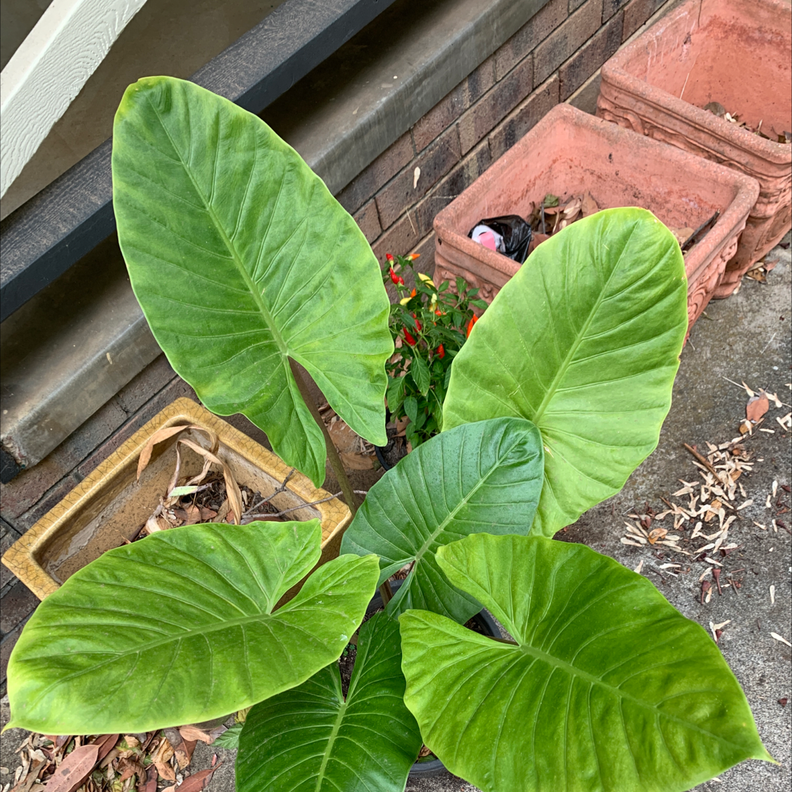 10 Benefits of Having an Elephant Ear Philodendron