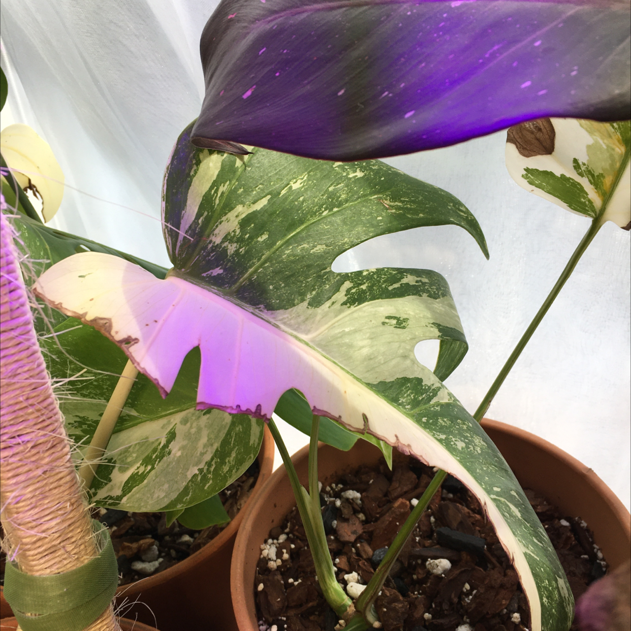 Variegated Monstera Root Rot Solutions