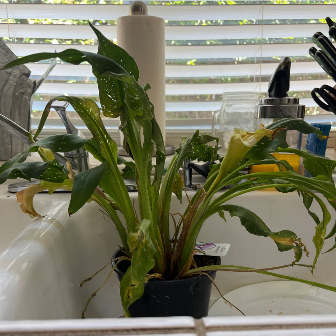 💧 How Much Humidity Does My Calla Lily Need?