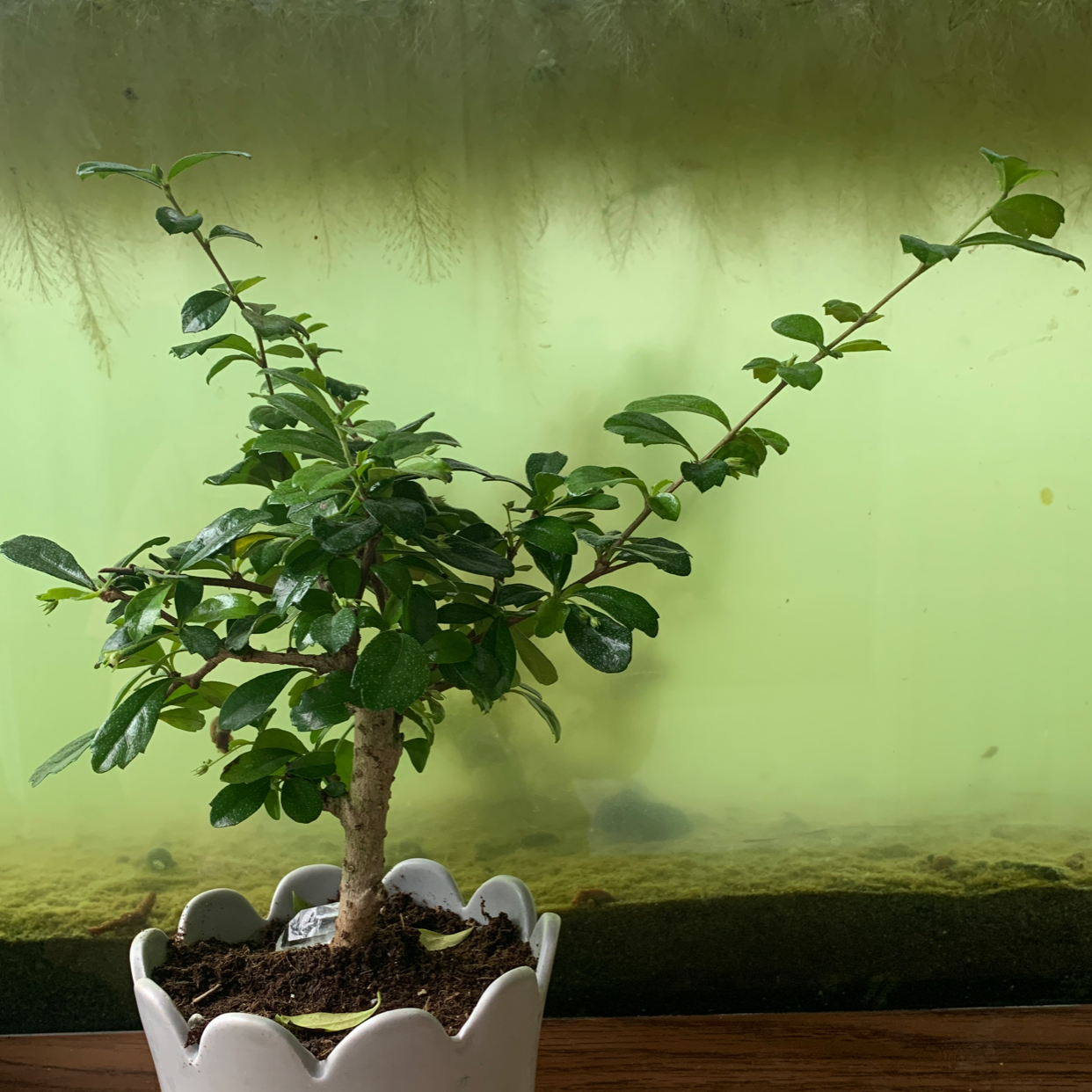 Why Is My Fukien Tea Tree Dropping Leaves?