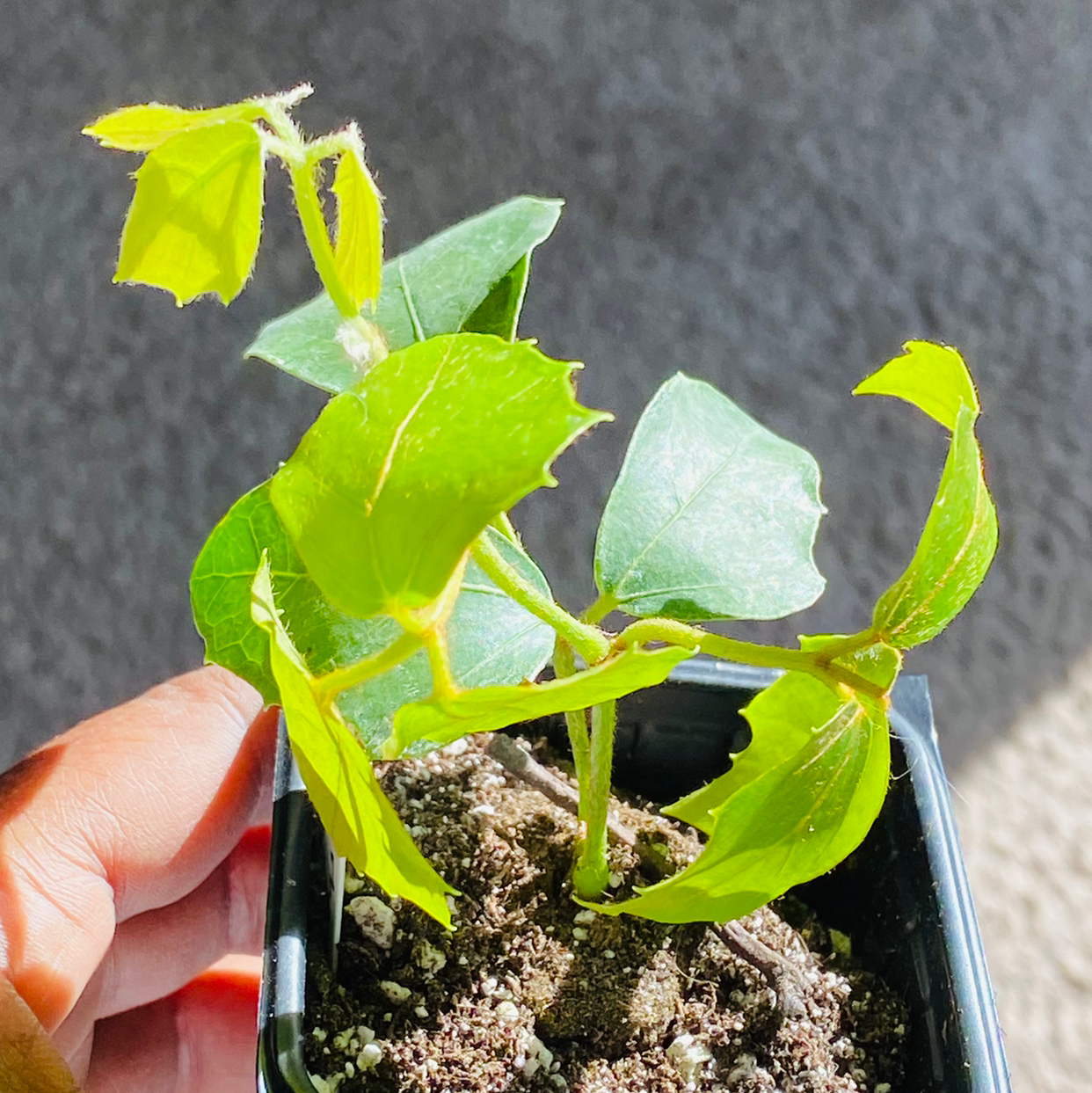 How to Propagate Your Grape Ivy