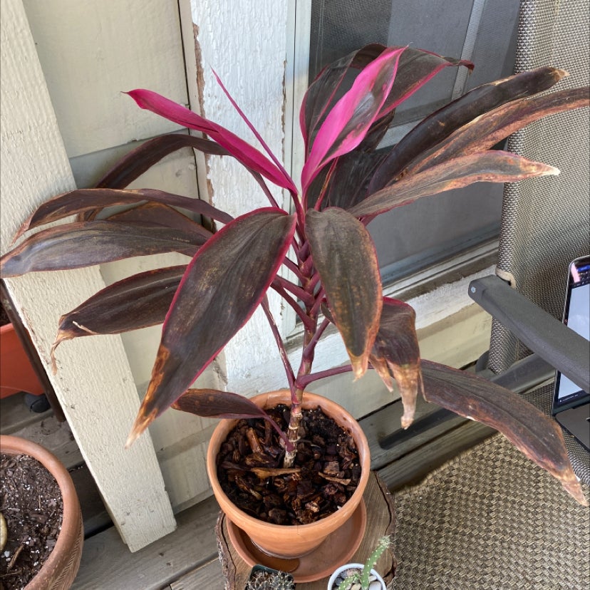 Why Are There Brown Spots on My Cabbage Tree?