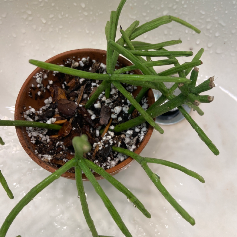 ️ How Do I Propagate My Pencil Cactus?