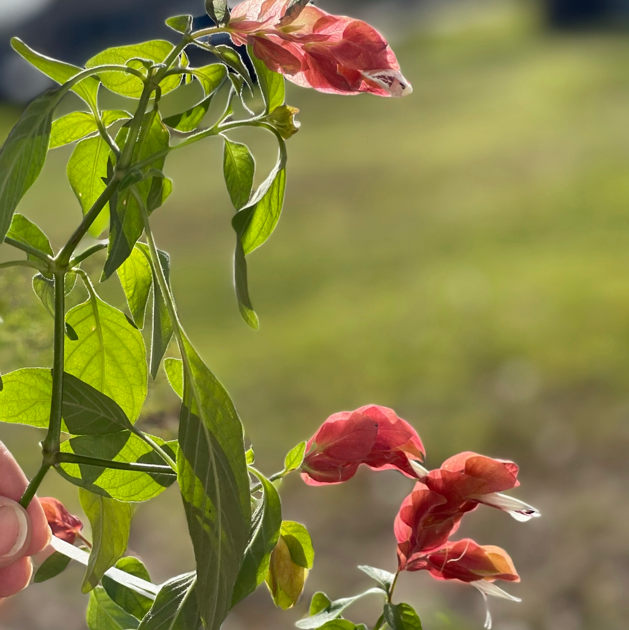 🍤 Propagating Shrimp Plant: Step-by-Step Guide