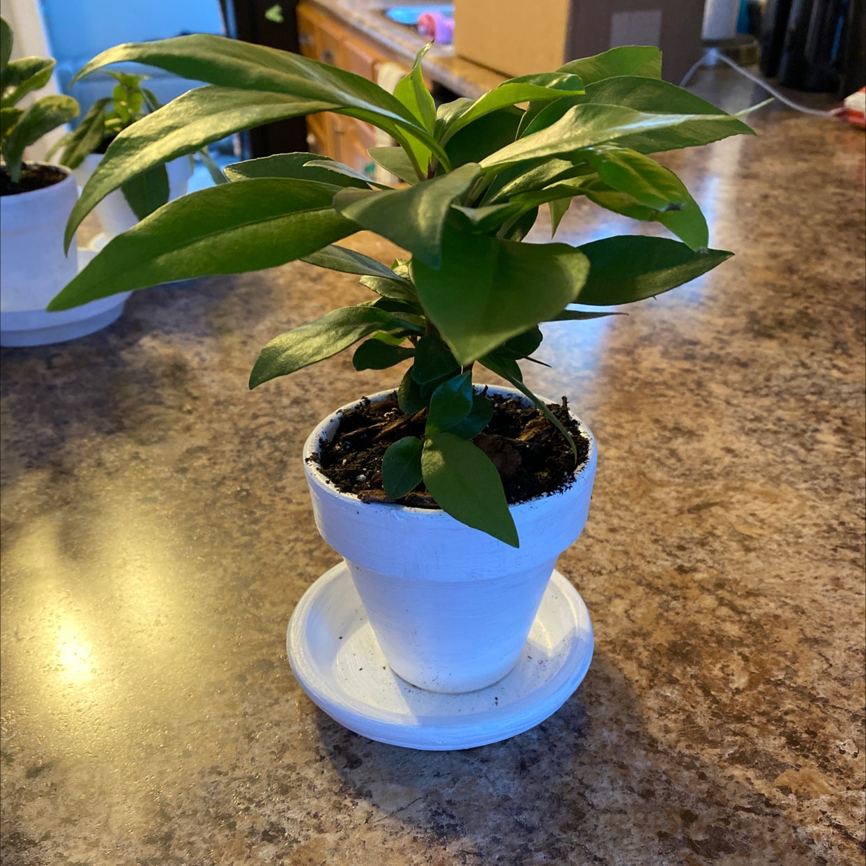 Propagating Your Shoebutton: Step-by-Step Guide