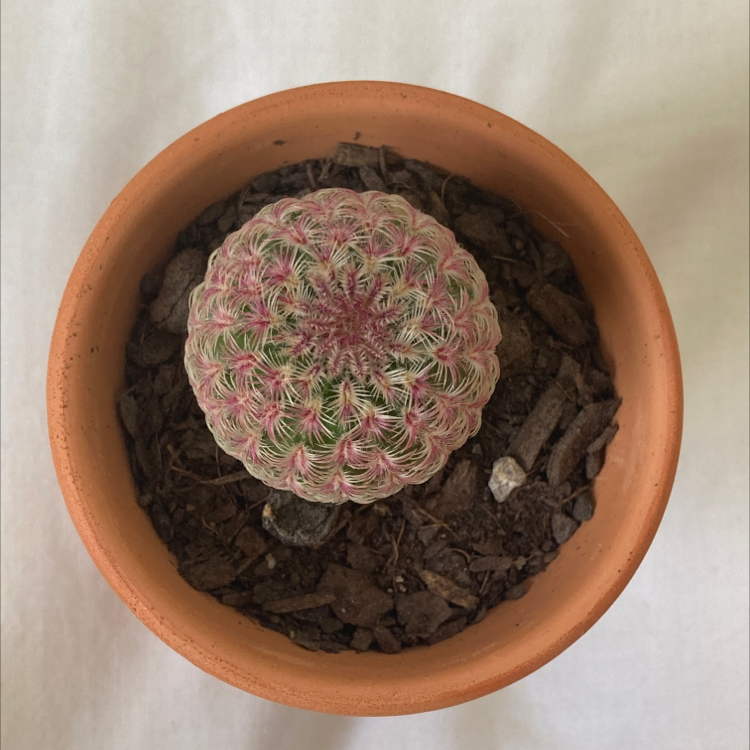 🌵 How Do I Propagate My Comb Hedgehog Cactus?