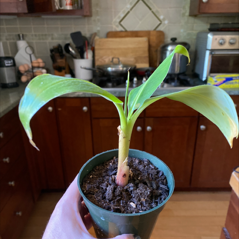 🍌 Why Are My Dwarf Banana Leaves Curling?
