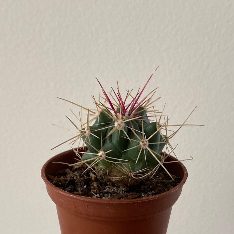 🌵 Propagating Your Texas Barrel Cactus: Step-by-Step Guide