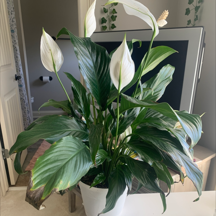 My Peace Lily's Light Needs