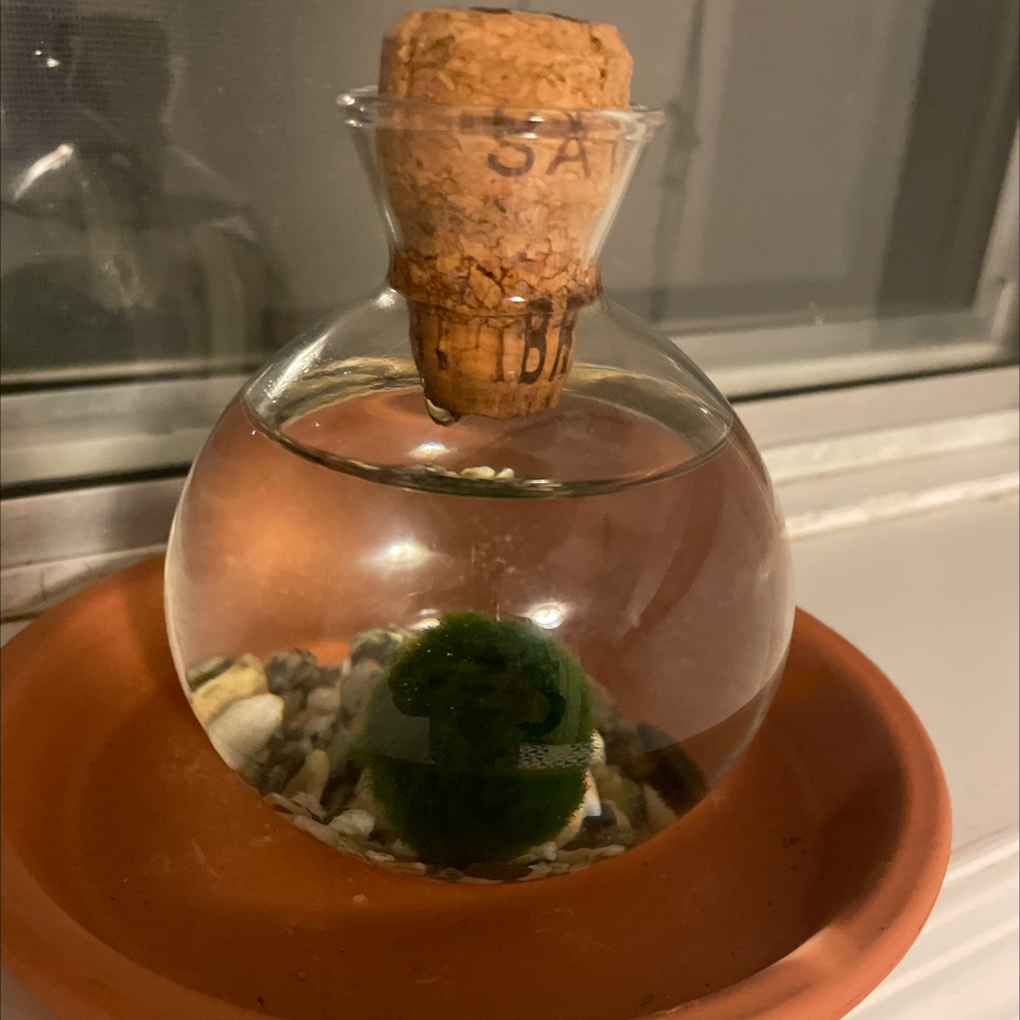 💧 Soil Recommendations for Marimo