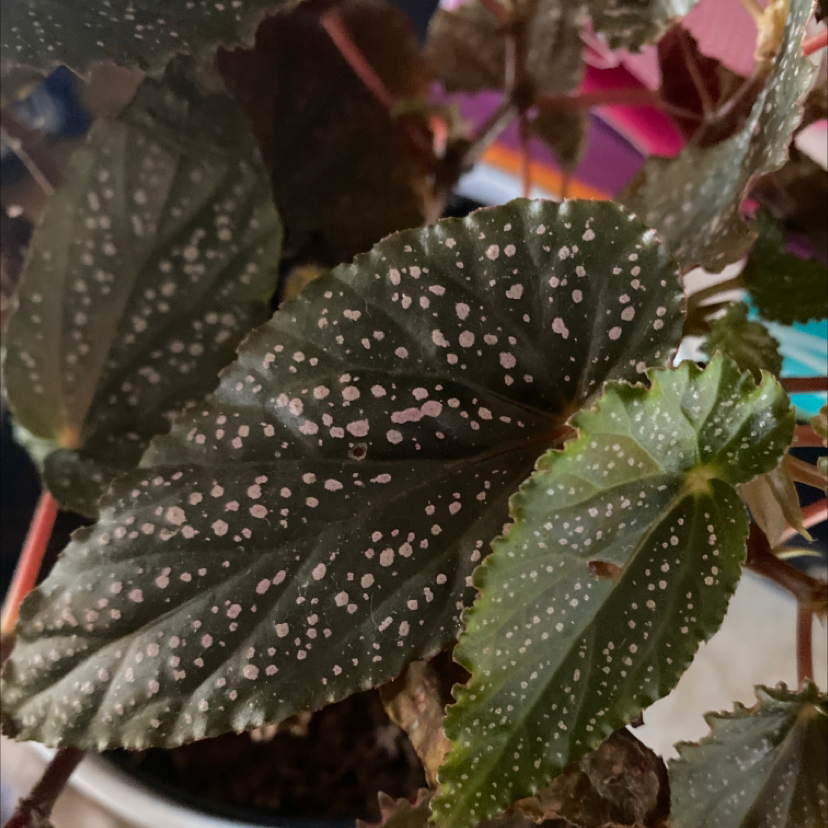 Angel Wing Begonia - Fertilizing 101