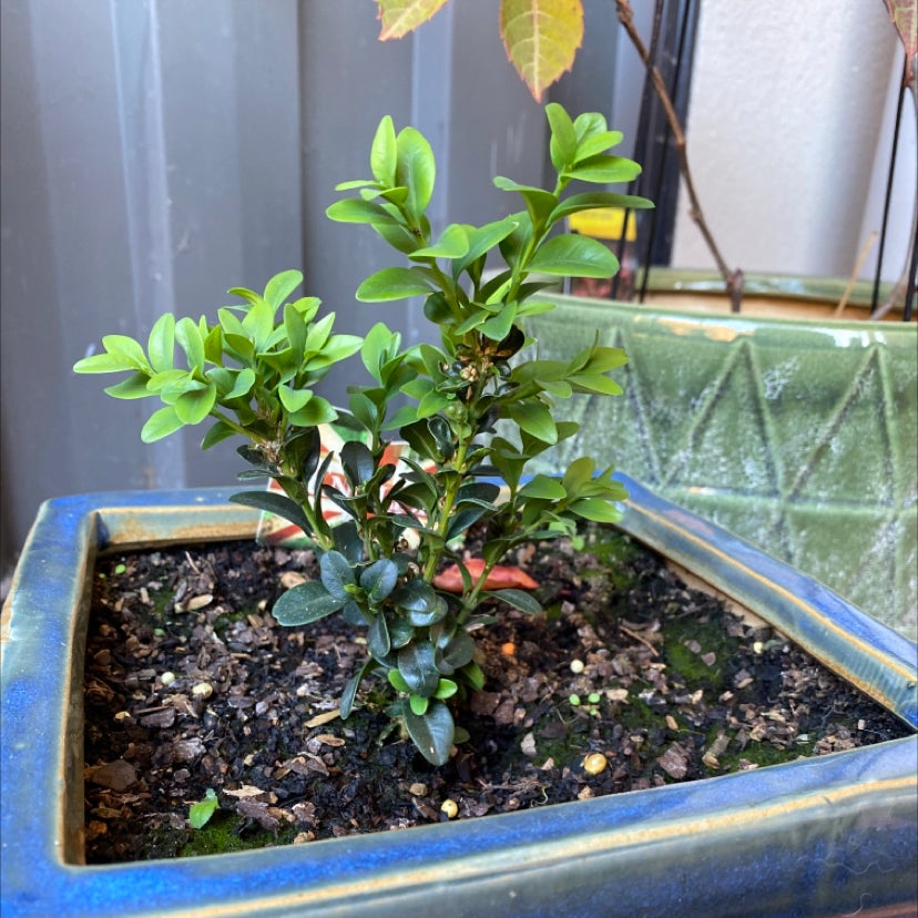 10 Benefits of Having a Common Boxwood