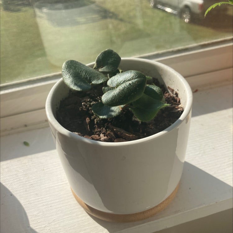 ️ What Is A Good Temperature Range For My Heart Fern?