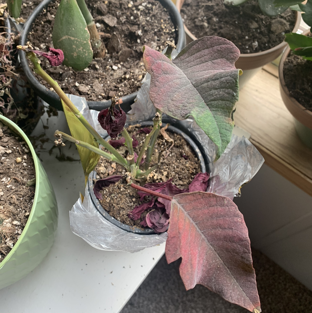 Common Poinsettia Problems