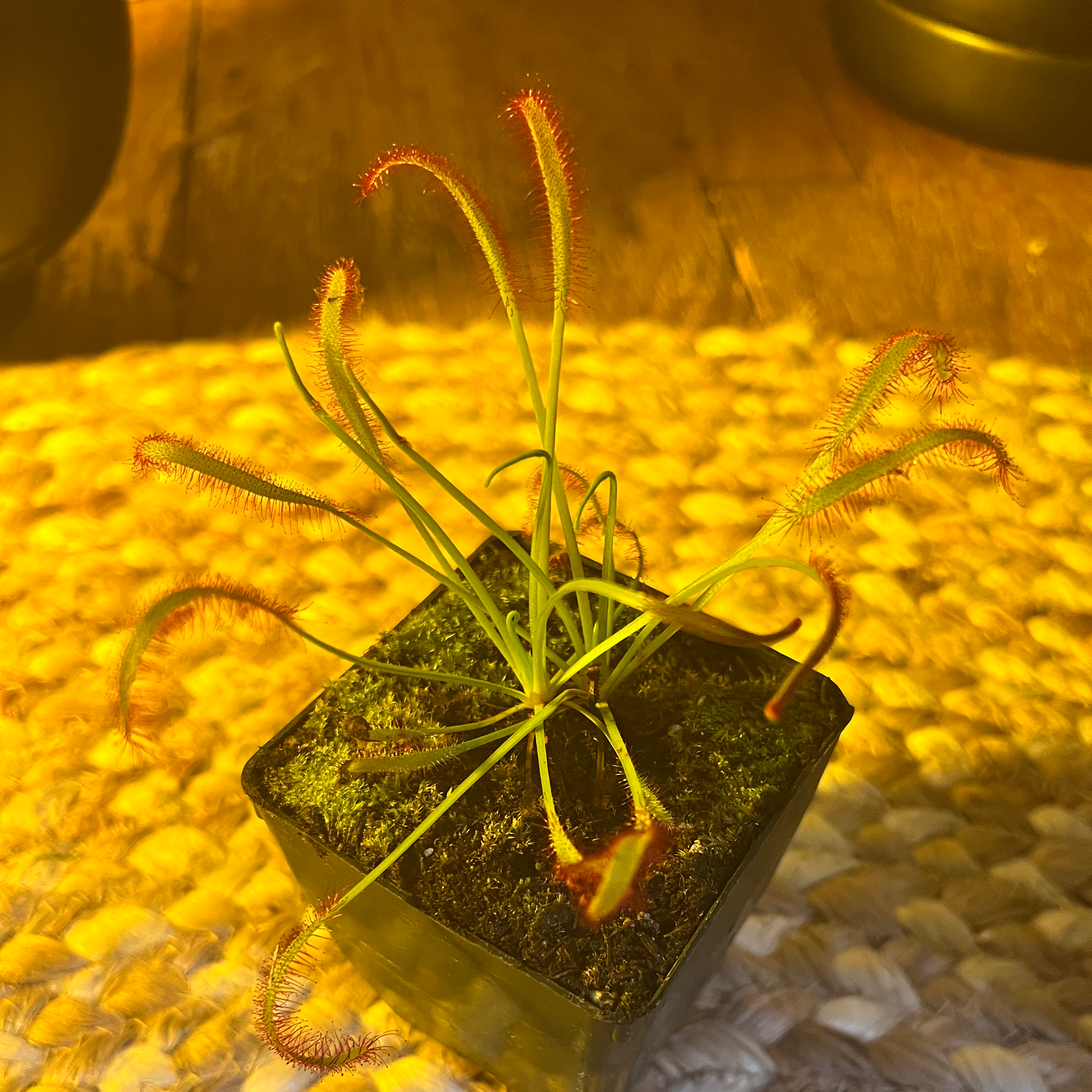 What Does It Mean When Cape Sundew Blooms? 🪰