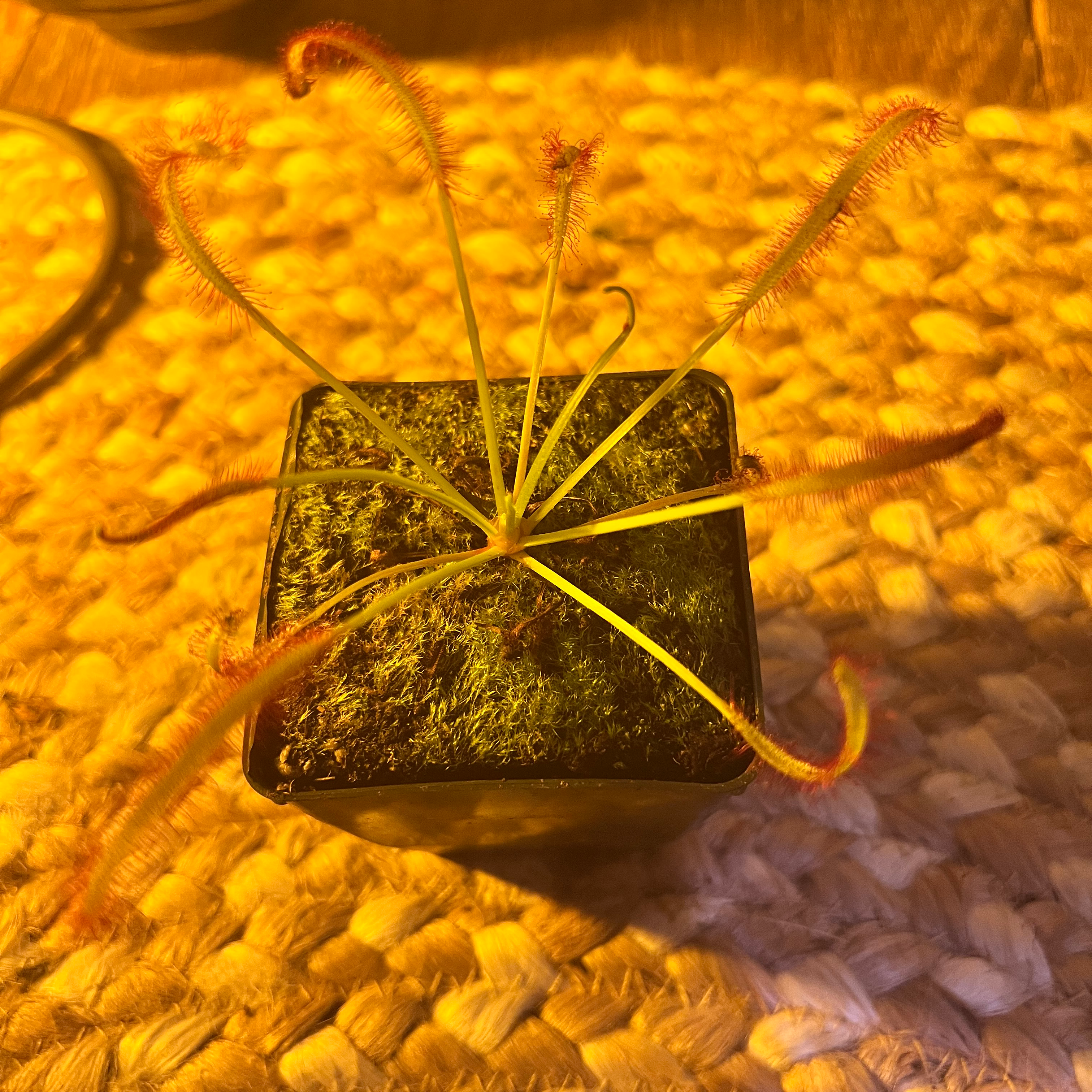 Why Are My Cape Sundew Leaves Droopy?