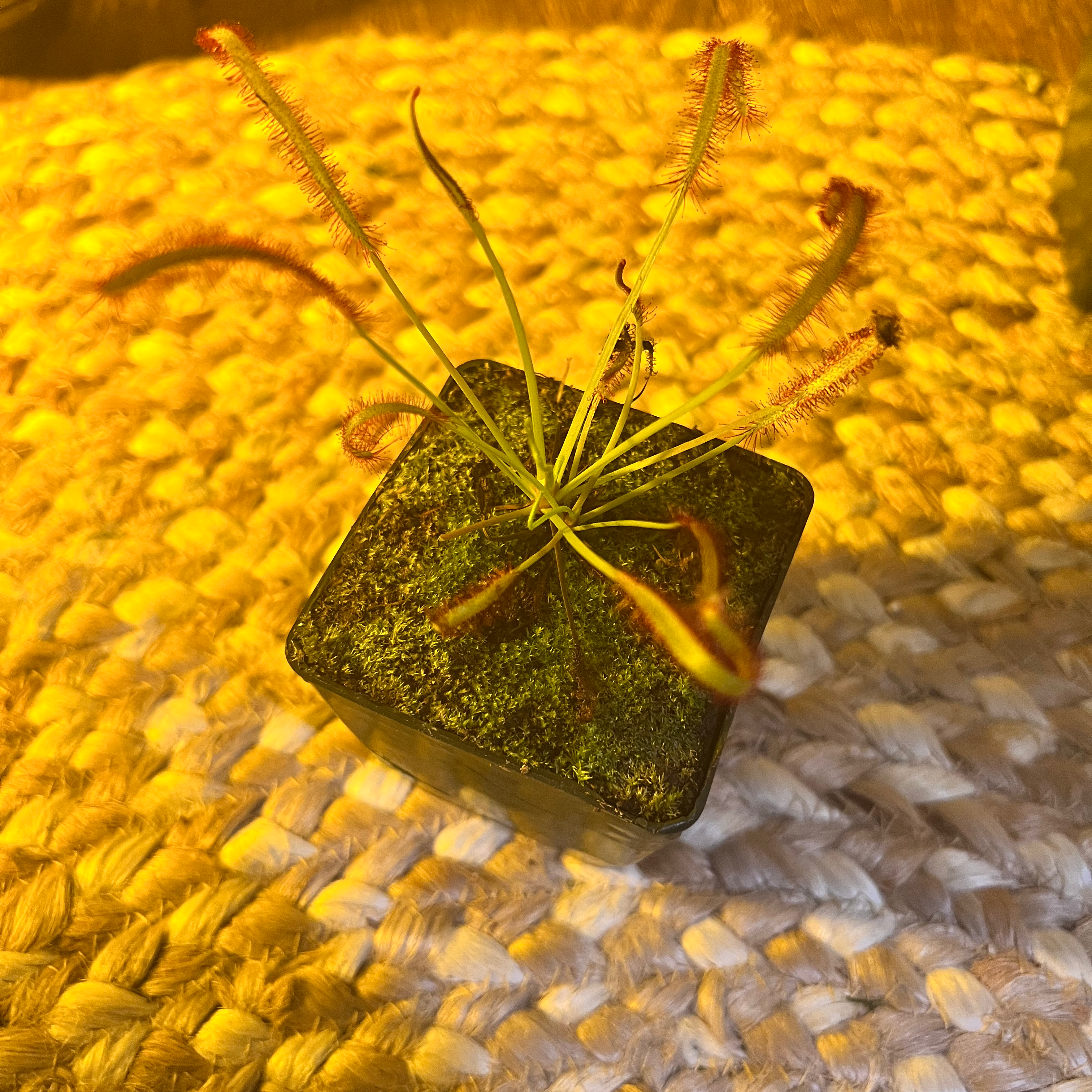 💧 How Much Humidity Does My Cape Sundew Need?