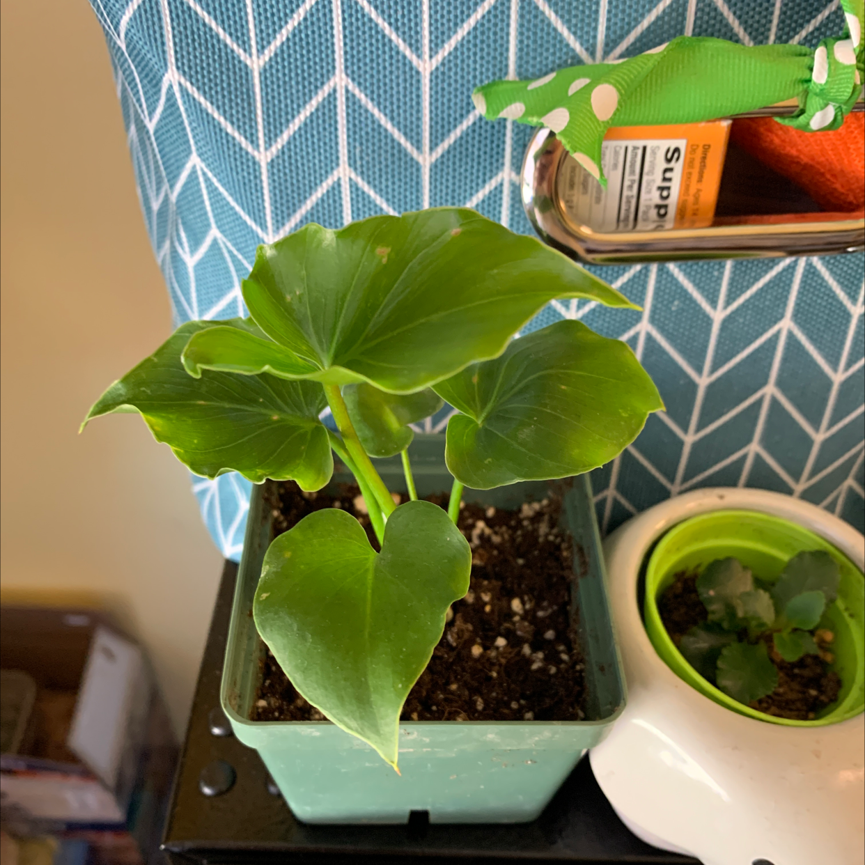 10 Benefits of Having a Chinese Taro