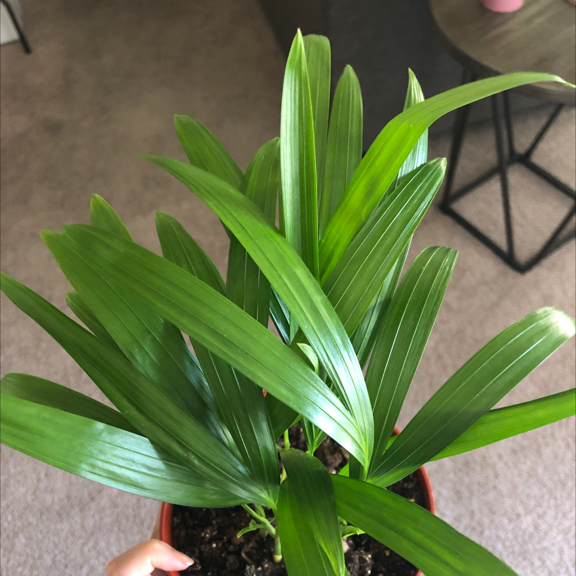 Propagating My Rhapsis Palm: Step-by-Step Guide
