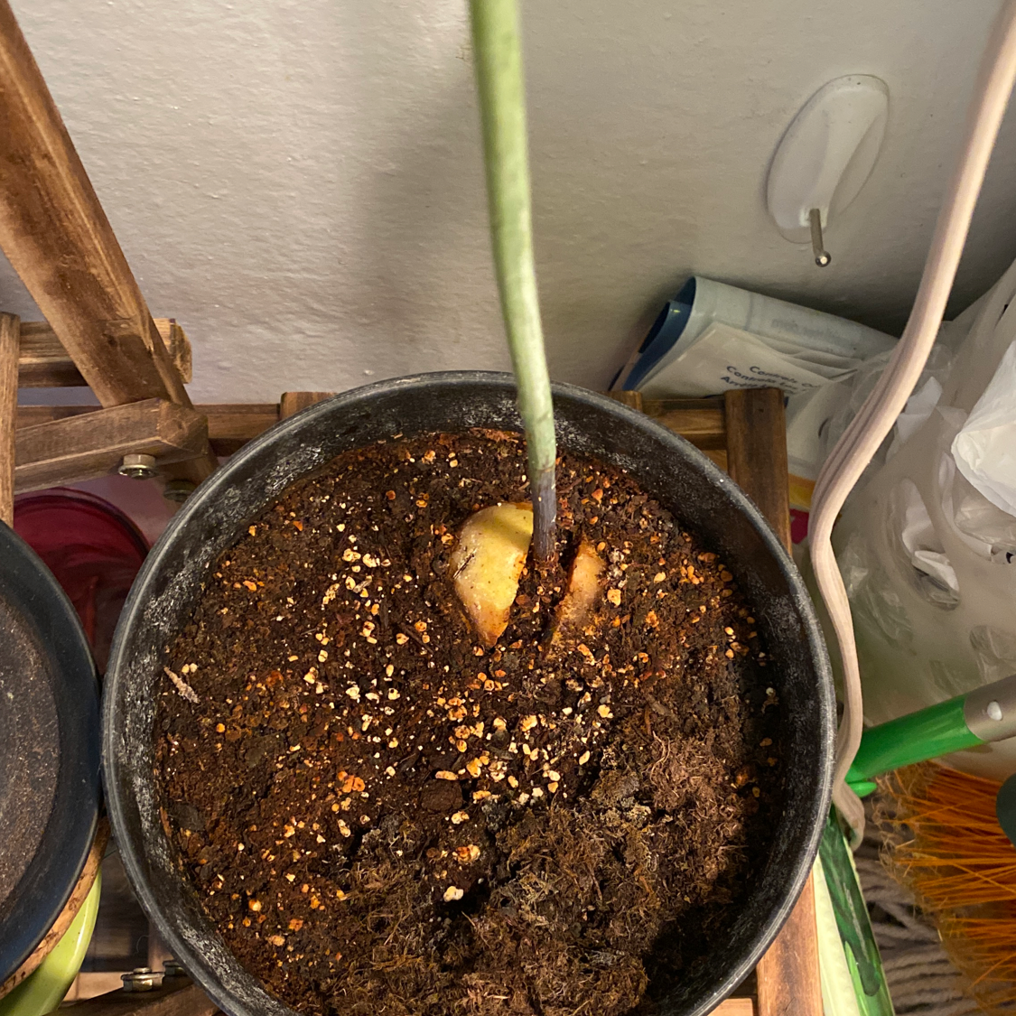 Avocado Root Rot Solutions