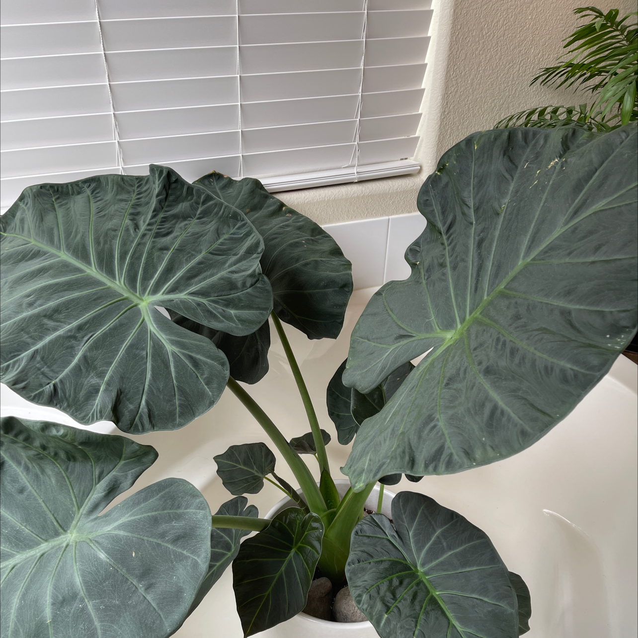 10 Advantages of Having an Arrowleaf Elephant Ear