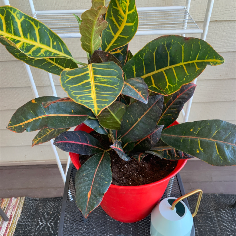 Should I Repot My Croton Tamara?