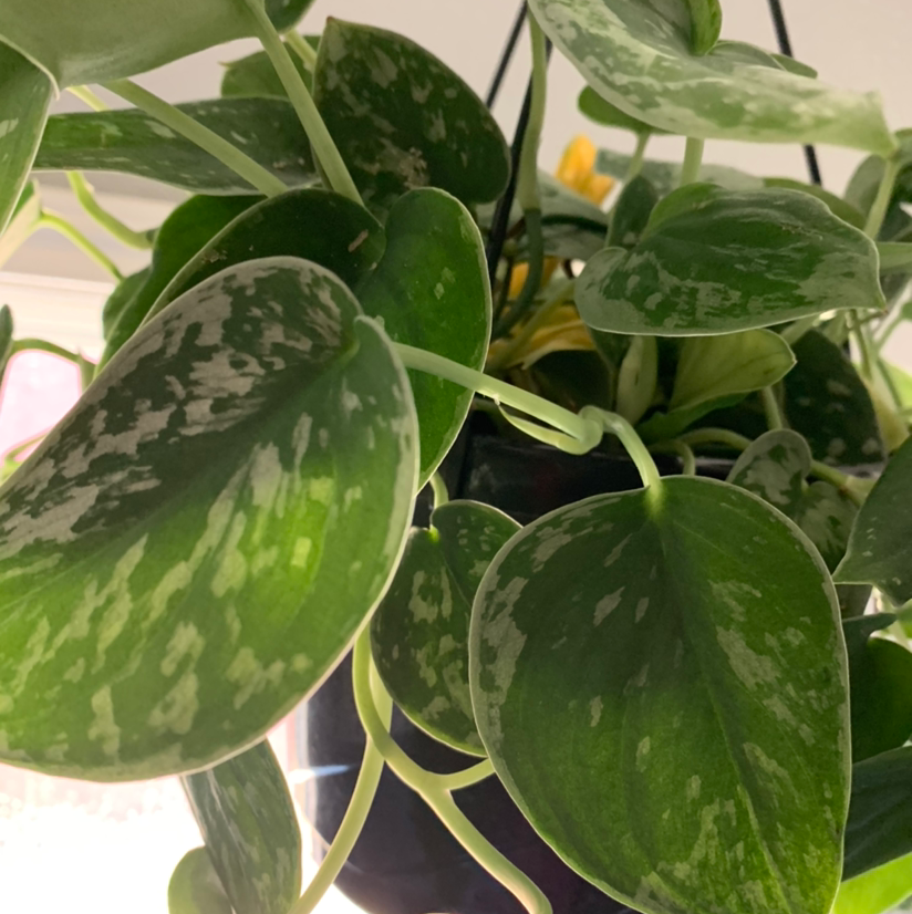 Scindapsis Pictus Argyraeus | A plant by @JoanieC on Greg