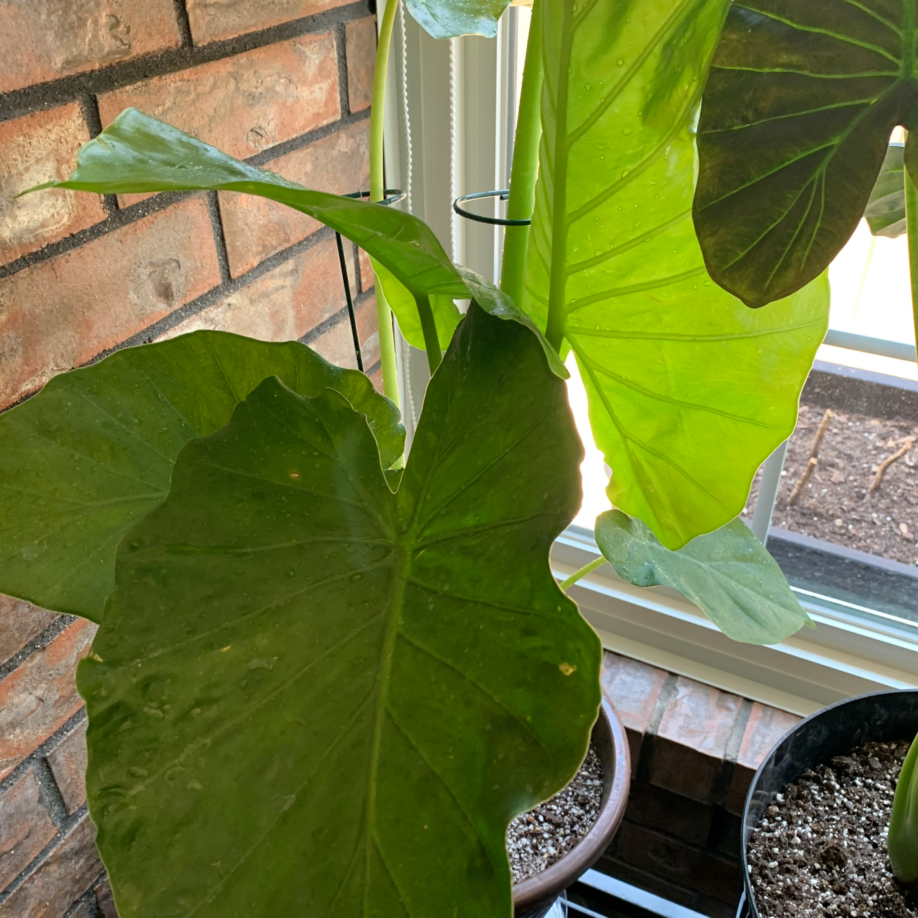 Why Are My Arrowleaf Elephant Ear Leaves Mushy? 💦
