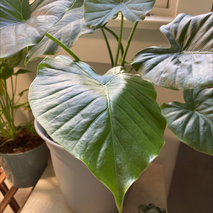 Black Spots on My Alocasia 'Calidora' Leaves