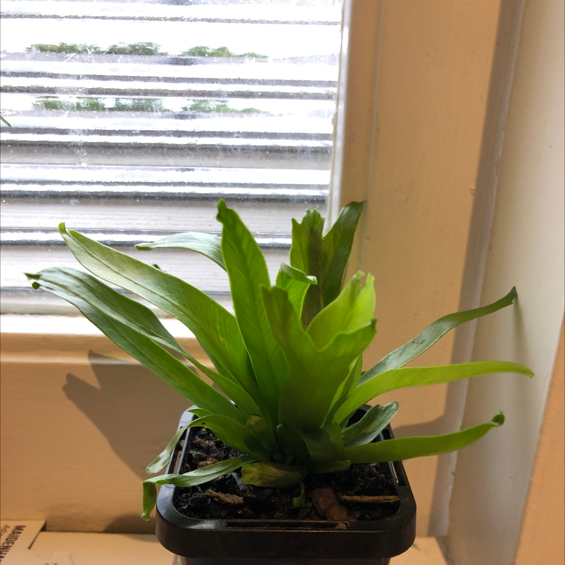 Why Are My Bird's Nest Fern 'Crissie' Leaves Mushy?