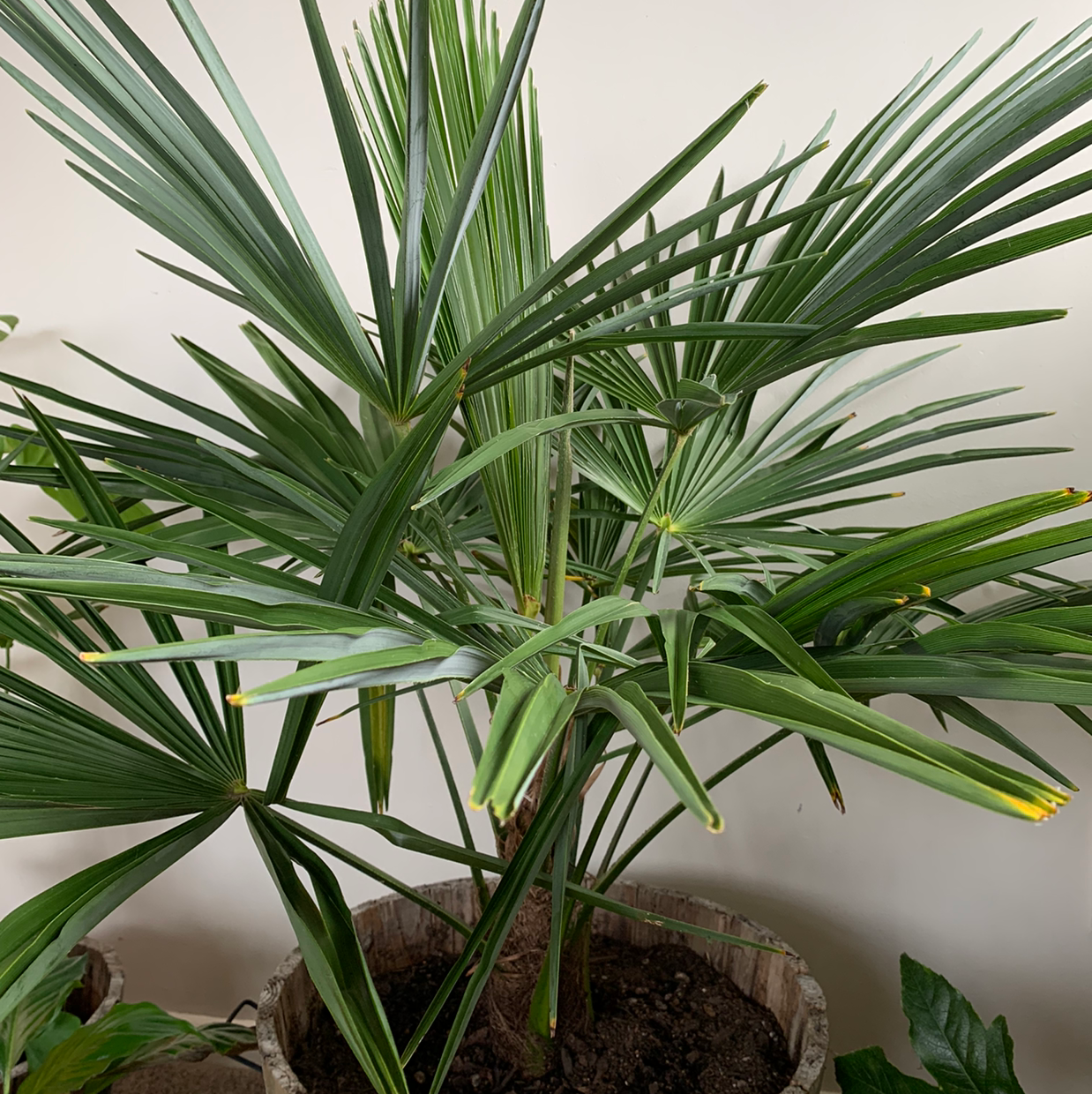 Why Are My Chinese Windmill Palm Leaves Falling Over?