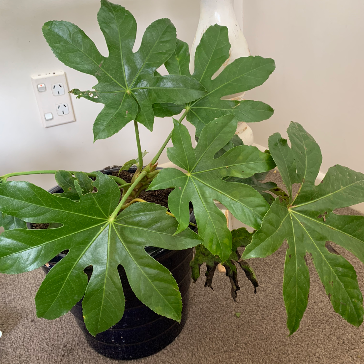How Do I Propagate My Fatsia Plant?