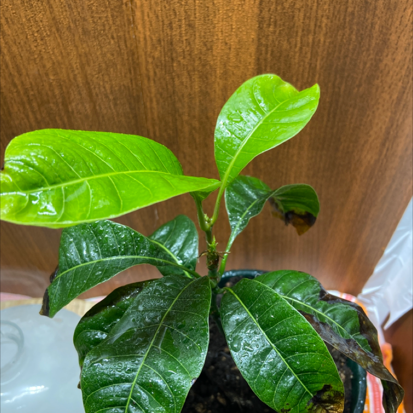 🥭 Year-Round Light Requirements For Your Mango