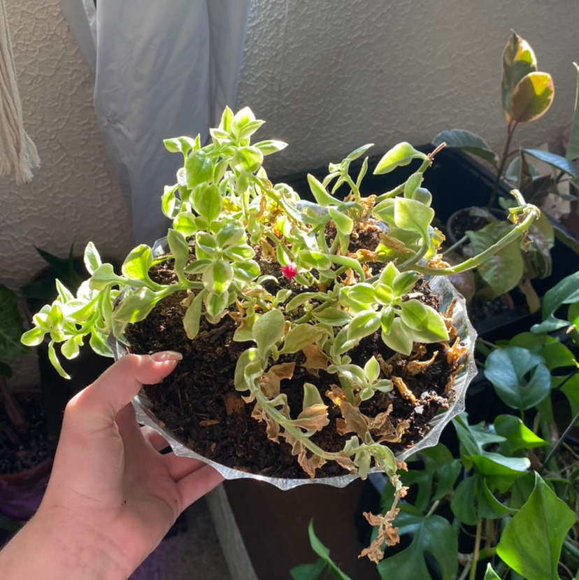 How Do I Fix baby sun rose root rot?