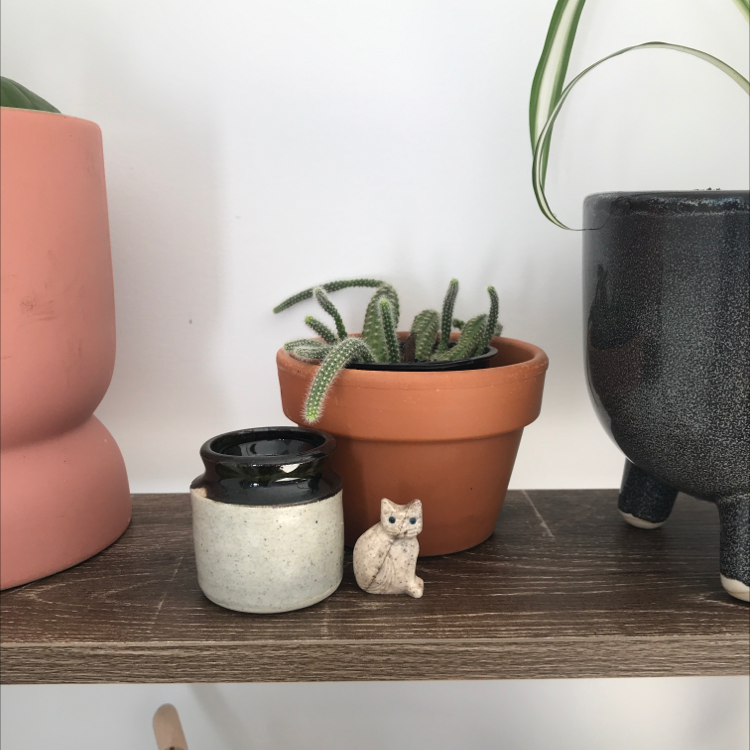 Diagnosing pagoda mini jade root rot