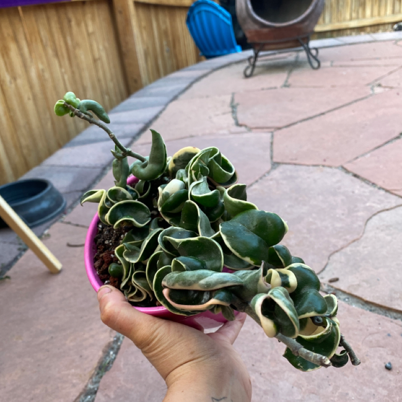 Variegated Hoya Carnosa 'Compacta' Humidity