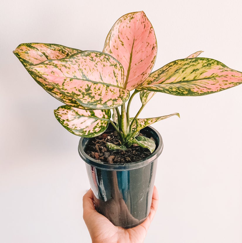 10 Benefits of Having a Aglaonema 'Lady Valentine'