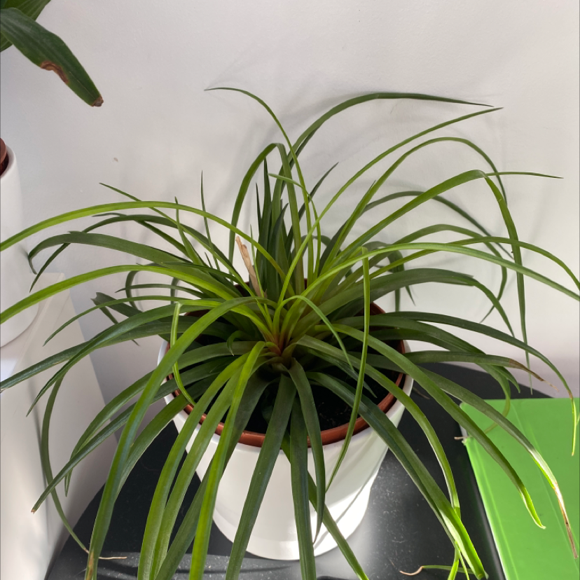 🌡 What Is A Good Temperature Range For My Pink Quill Plant?