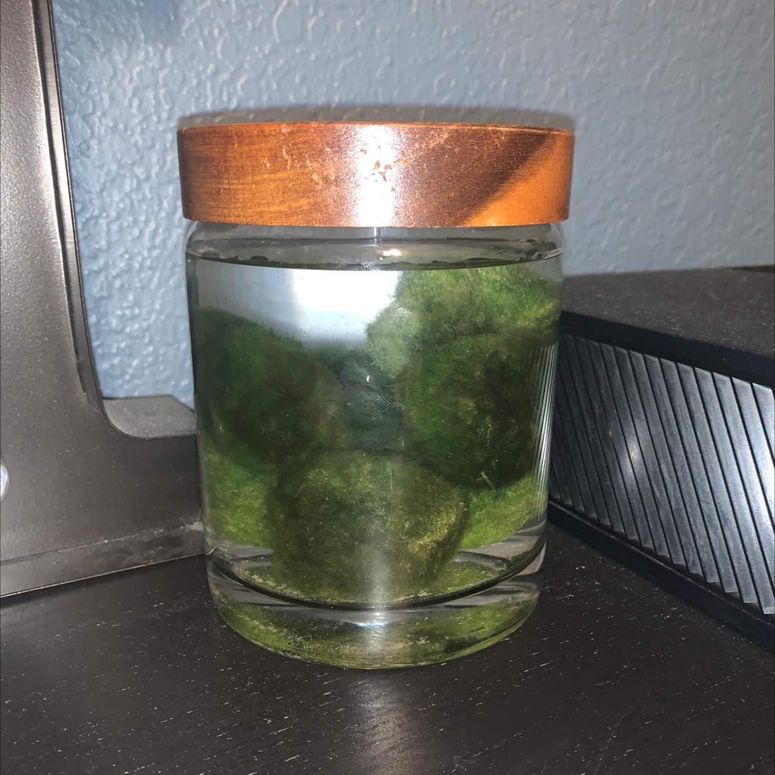 Why Are My Marimo Leaves Mushy?