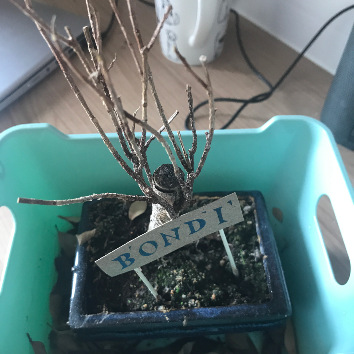 Why Are the Leaves on My Fukien Tea Tree Turning Yellow?