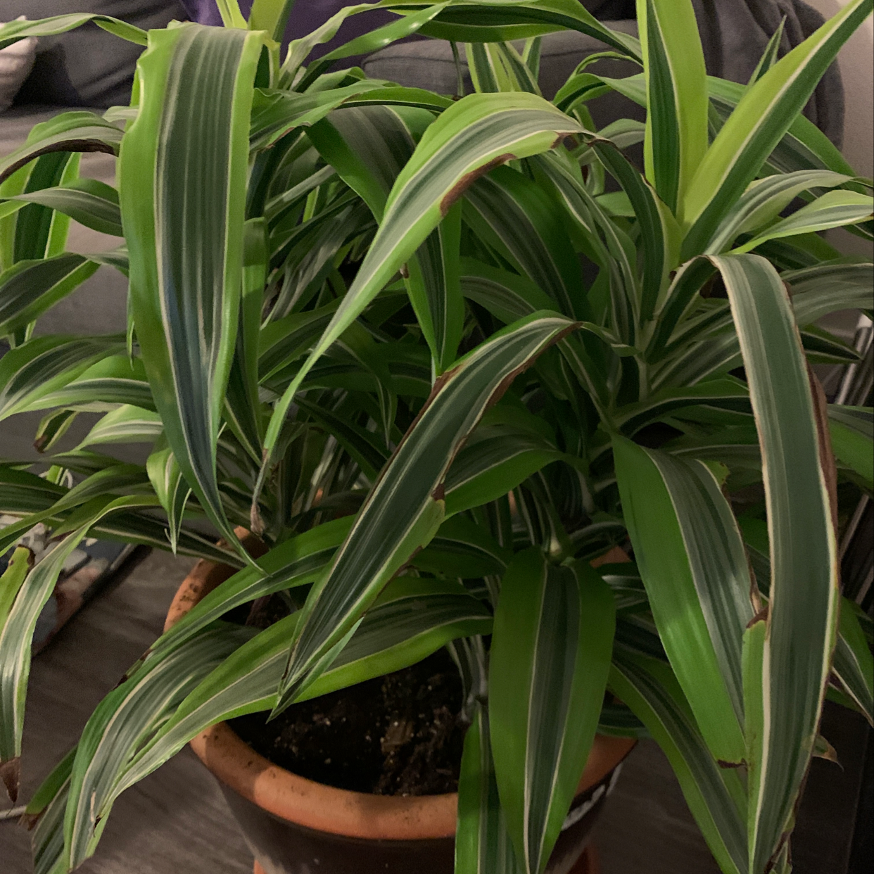 Why Are There Brown Spots on My Dragon Tree Leaves?