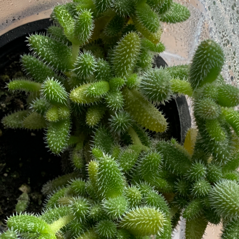 🥒 Soil Recommendations for Pickle Plant