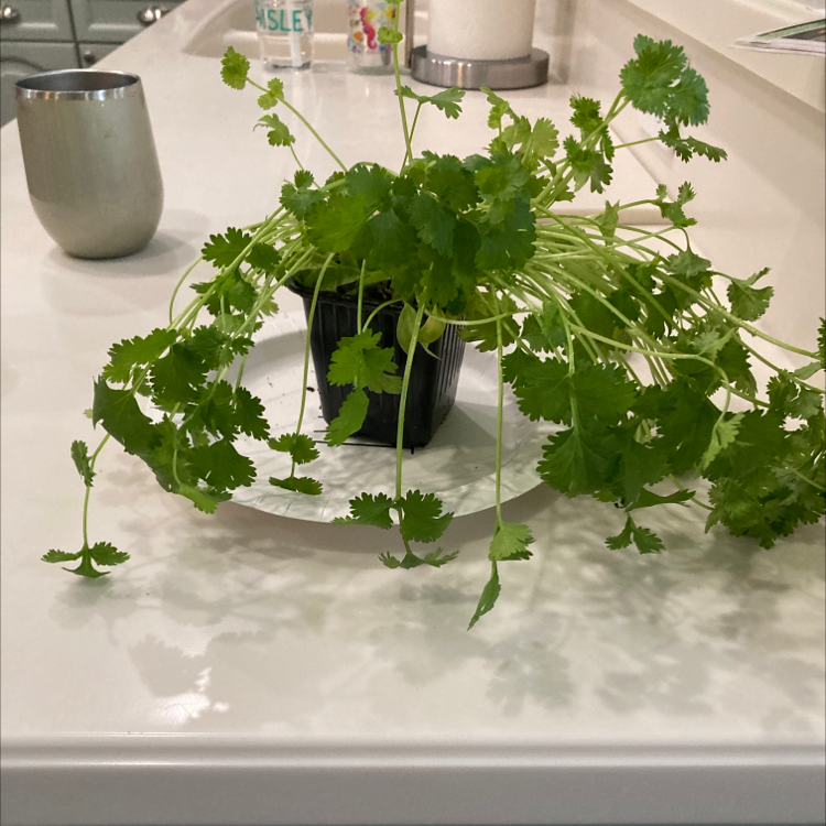 Fertilizing My Coriander