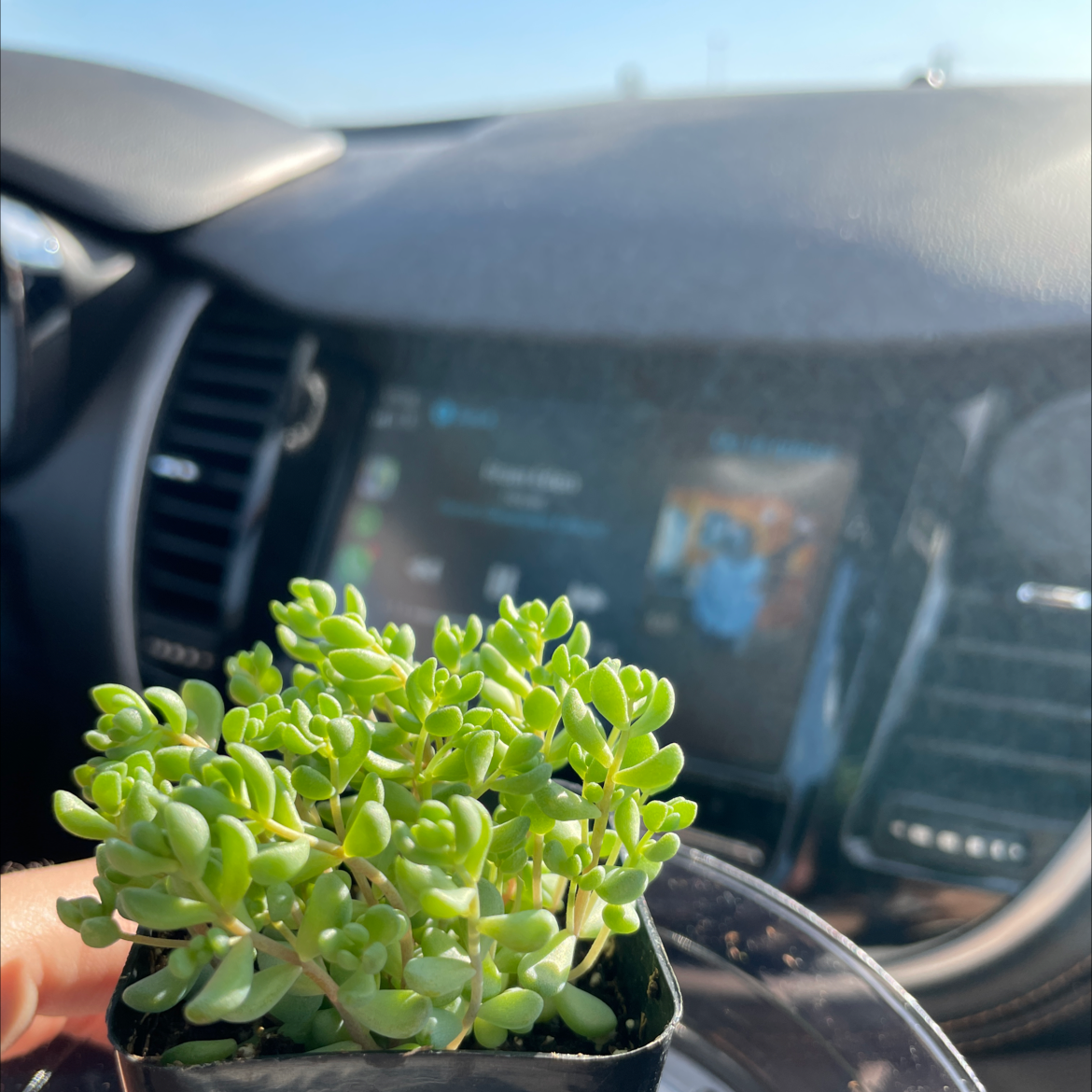 Propagating Your Corsican Stonecrop: Step-by-Step Guide