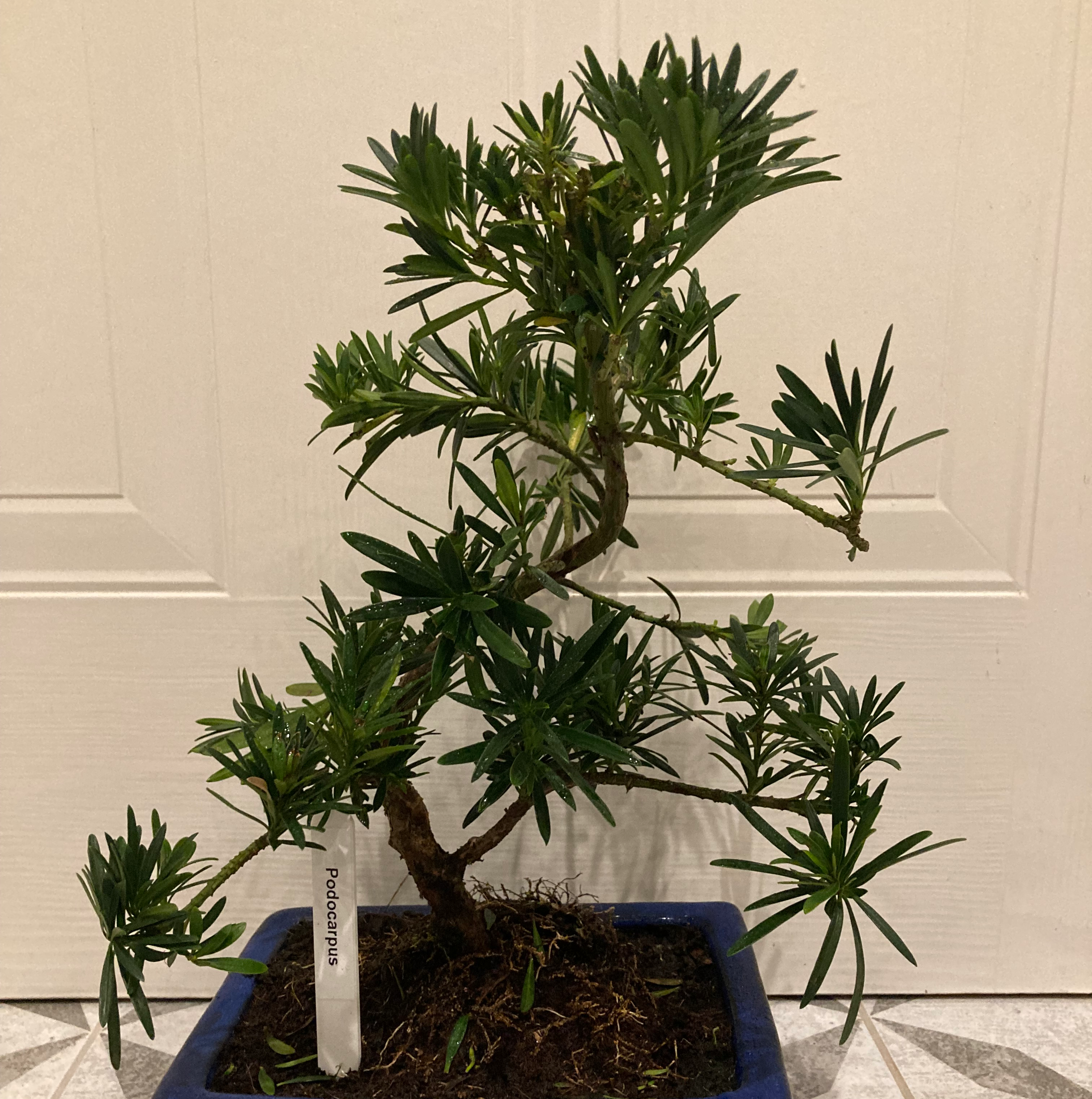 Propagating Chinese Yew: The Ultimate Guide