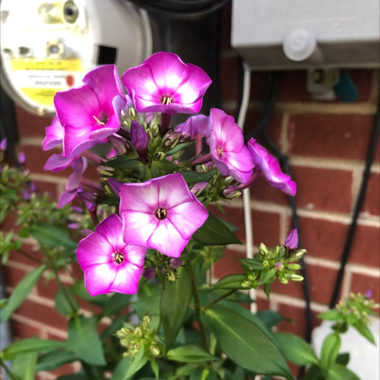 Propagating Garden Phlox: Step-by-Step Guide