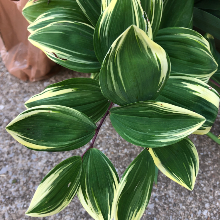 Black Spots on My Angular Solomon's Seal Leaves