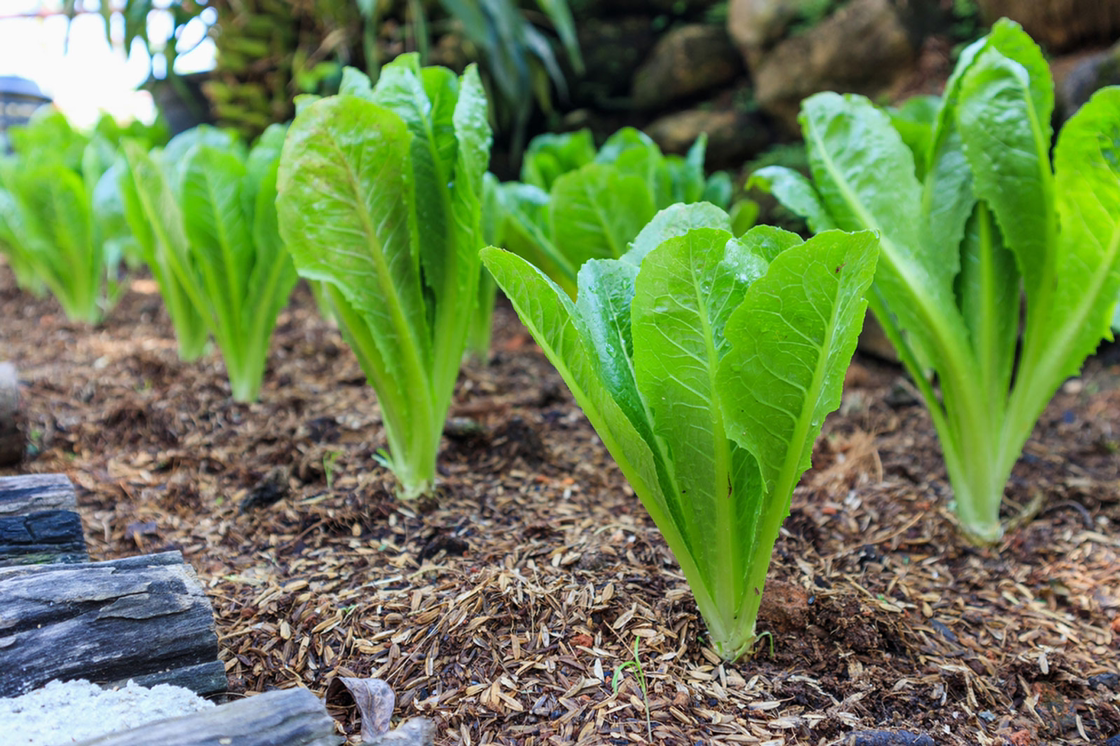 Why Are There Brown Spots on My Garden Lettuce?