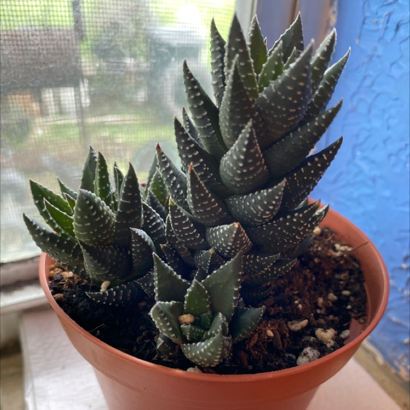 Bowser | A plant by @Charlcee on Greg