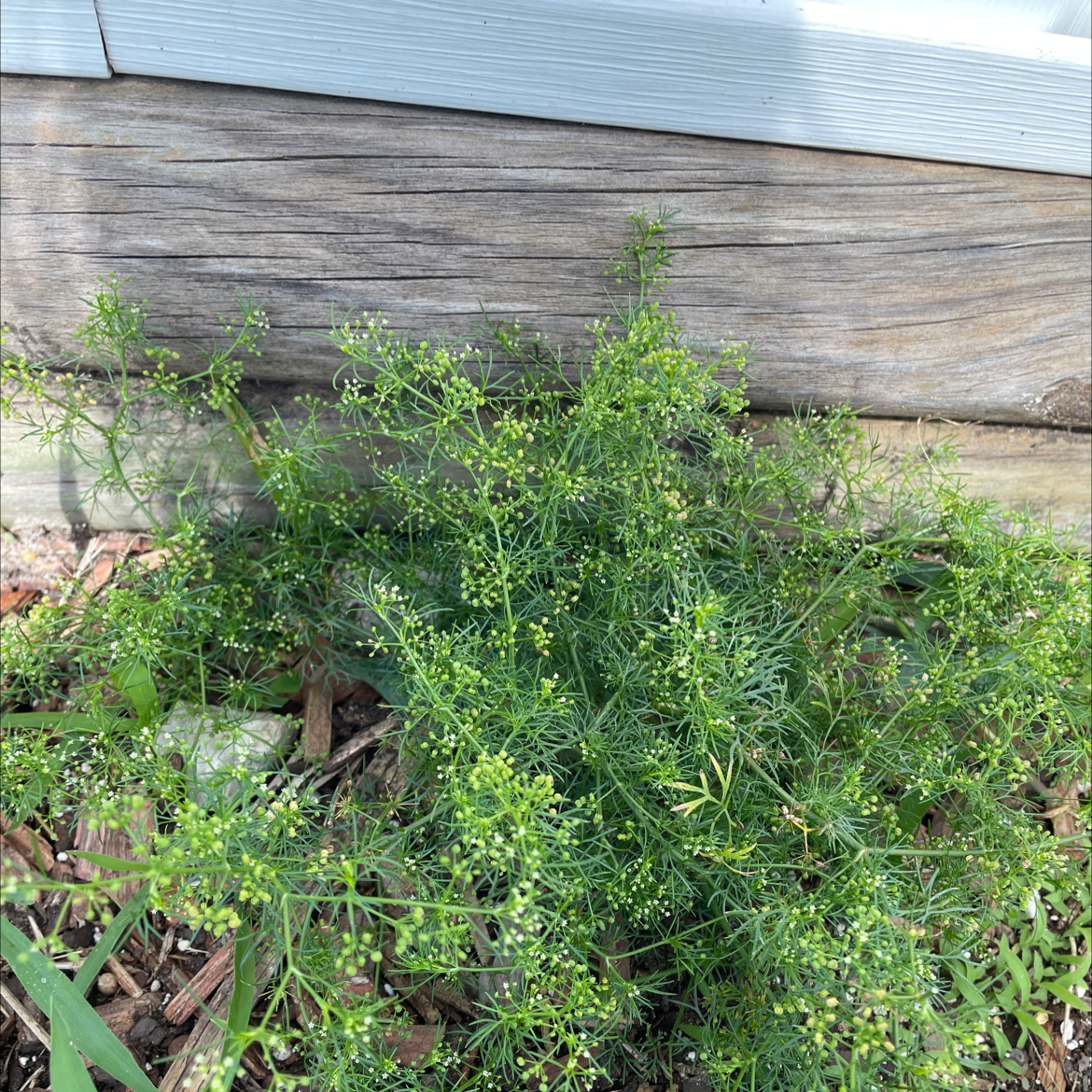 The Complete Marsh Parsley Plant Care Guide: Water, Light & Beyond
